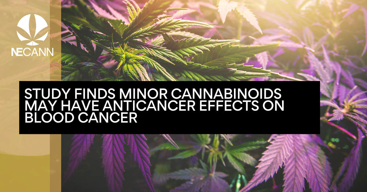 Minor Cannabinoids Show Promise in Blood Cancer | NECANN