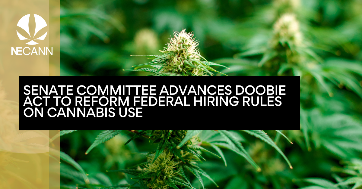 Senate Committee DOOBIE Act - Cannabis Hiring Rules | NECANN